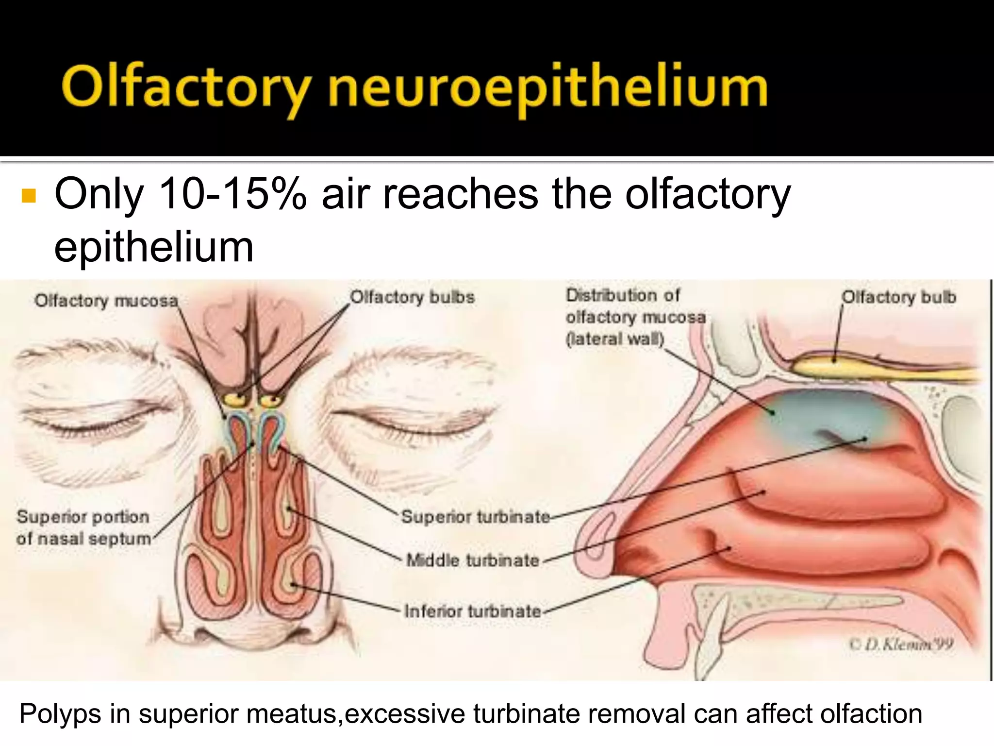 Physiology and theories of olfaction | PPTX
