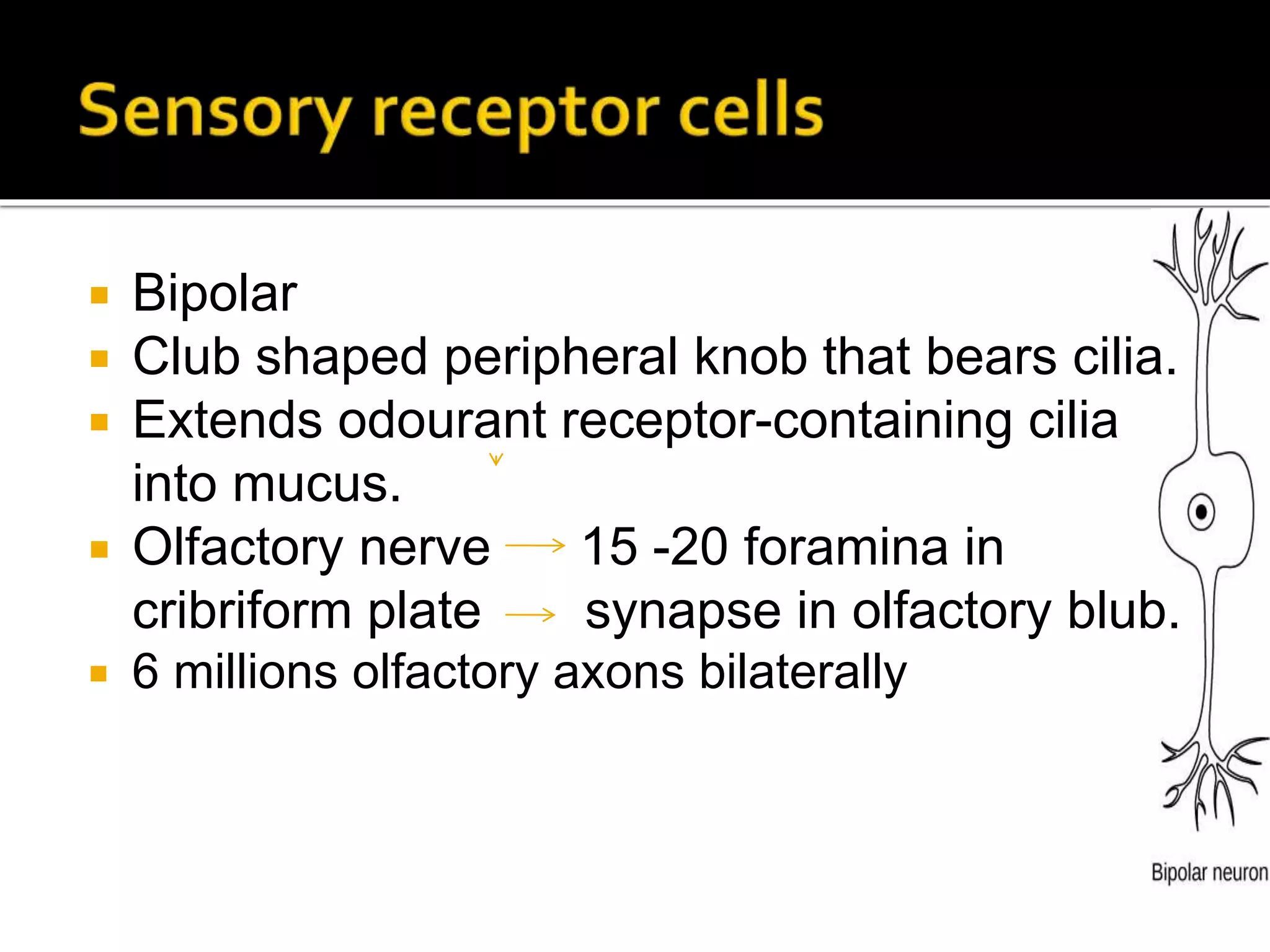 Physiology and theories of olfaction | PPTX
