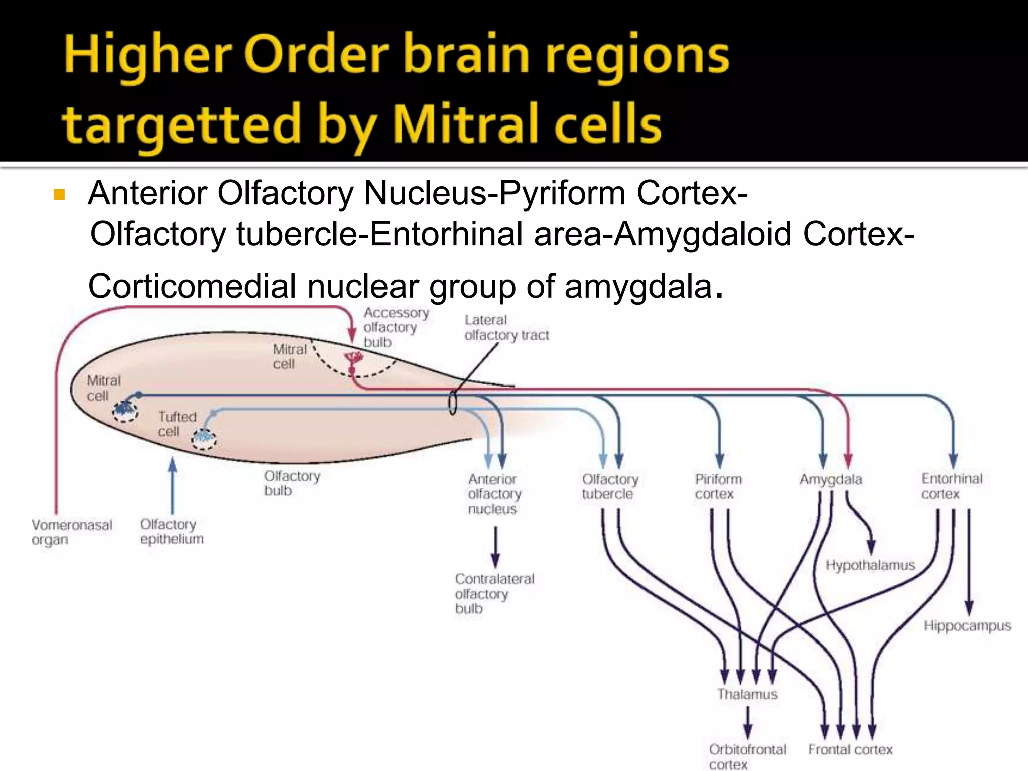 Physiology and theories of olfaction | PPTX