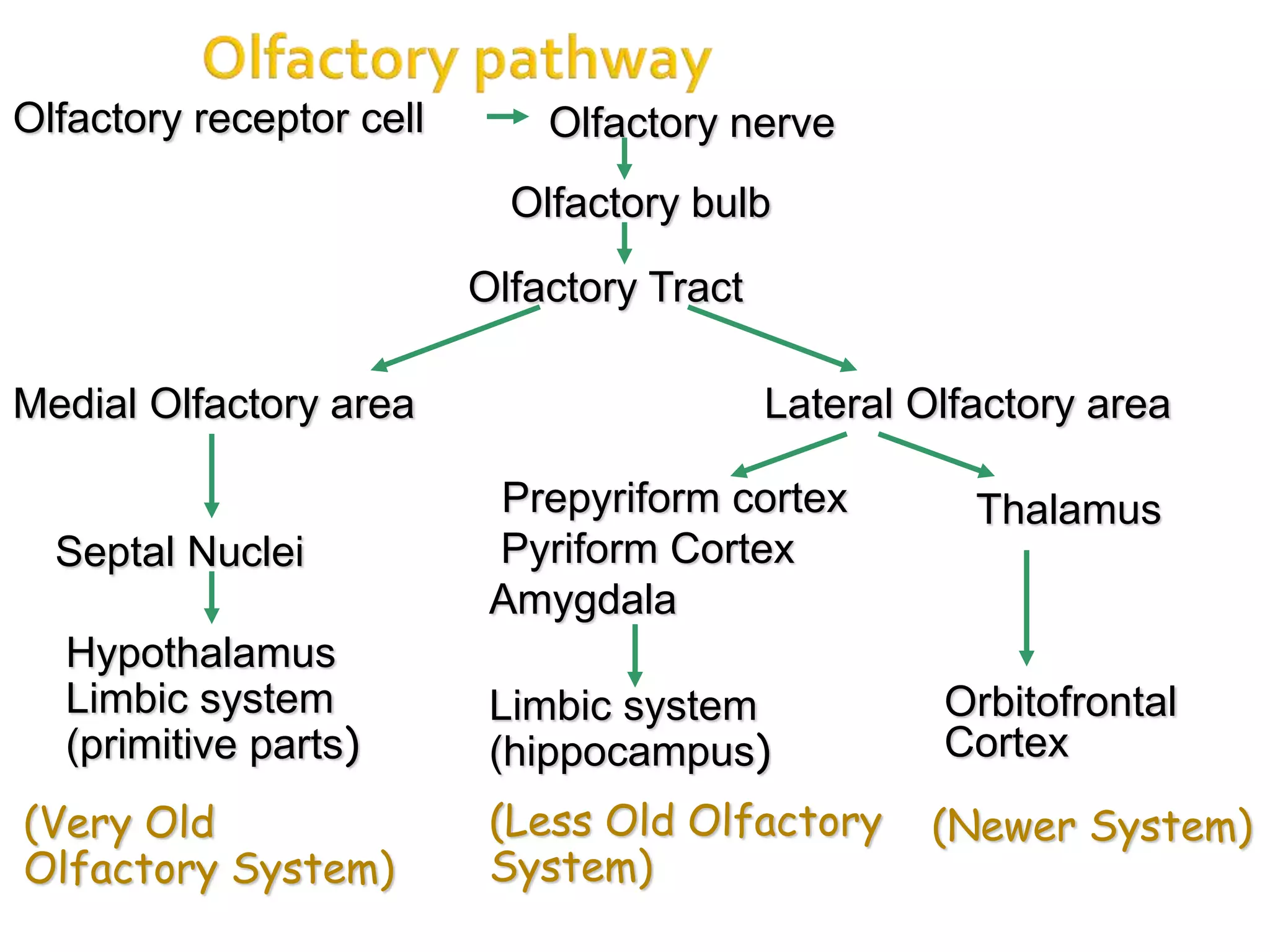 Physiology and theories of olfaction | PPTX