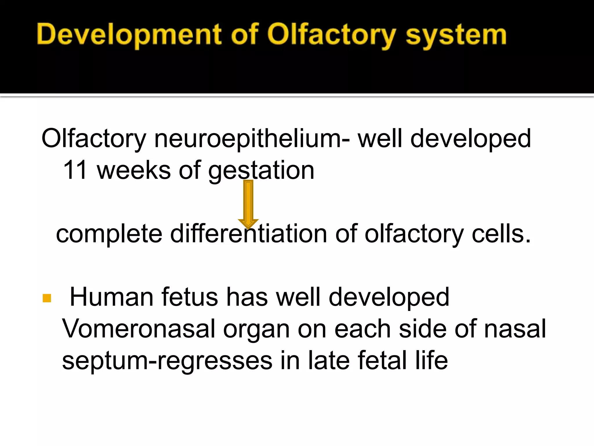 Physiology and theories of olfaction | PPTX
