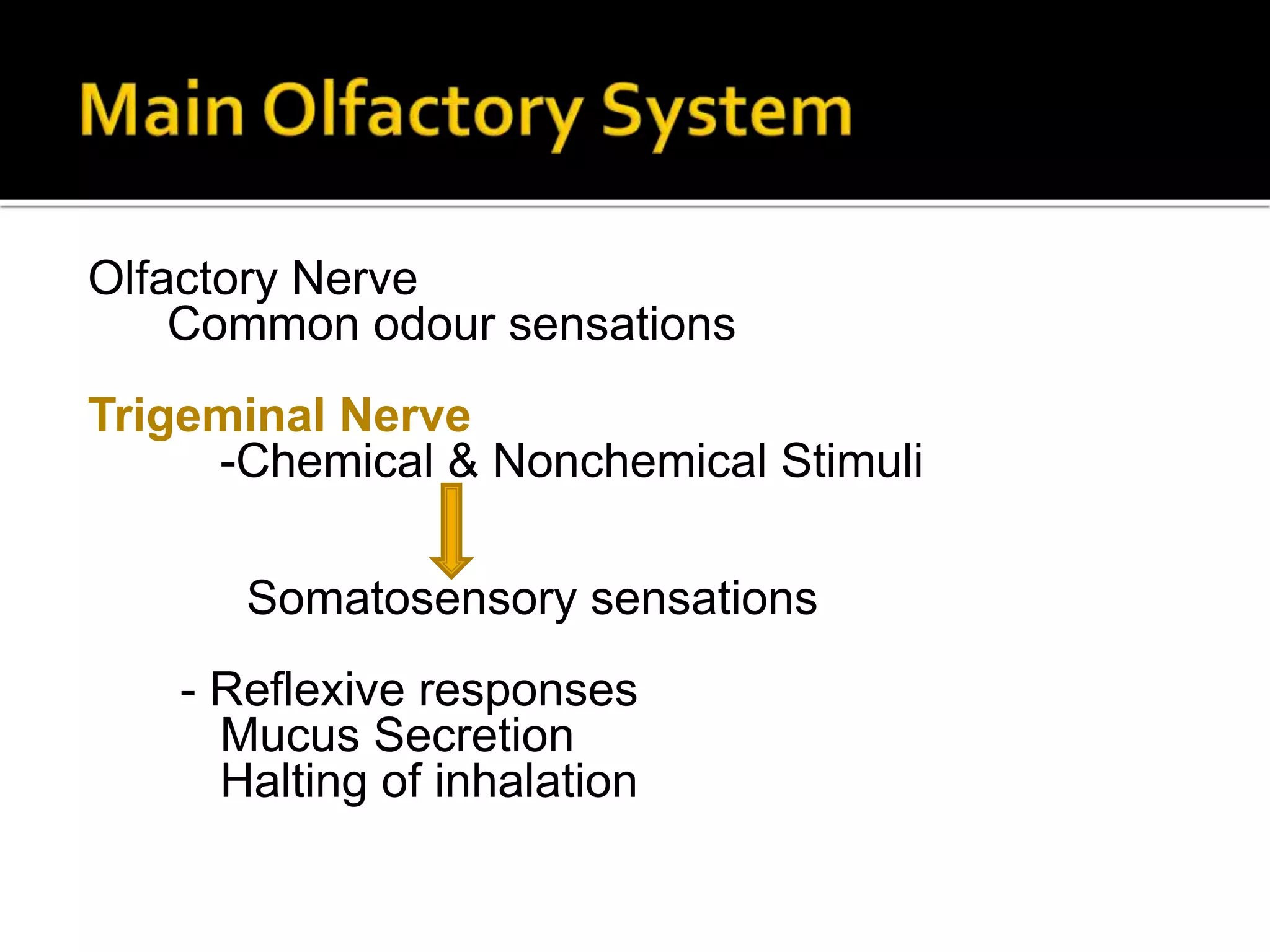 Physiology and theories of olfaction | PPTX