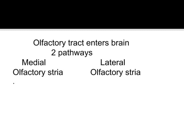 Physiology and theories of olfaction | PPTX | Ear, Nose and Throat Conditions | Diseases and ...