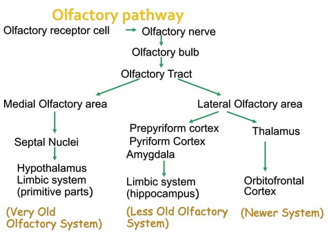 Physiology and theories of olfaction | PPTX | Ear, Nose and Throat Conditions | Diseases and ...