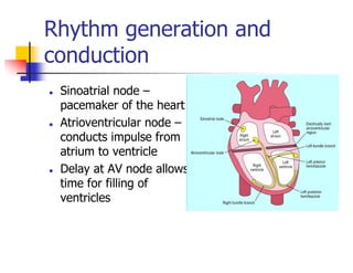 cardiac cycle,heart sounds and ECG | PDF