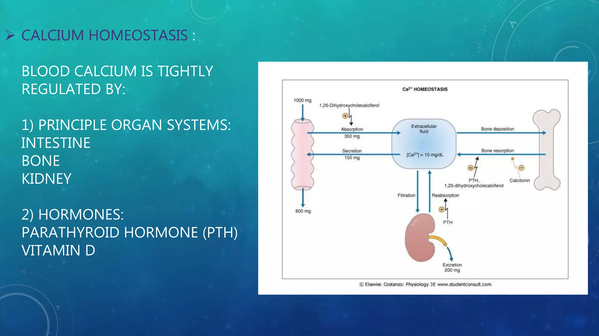 Physiology Ca++ Homeostatis | PPTX | Endocrine and Metabolic Diseases ...