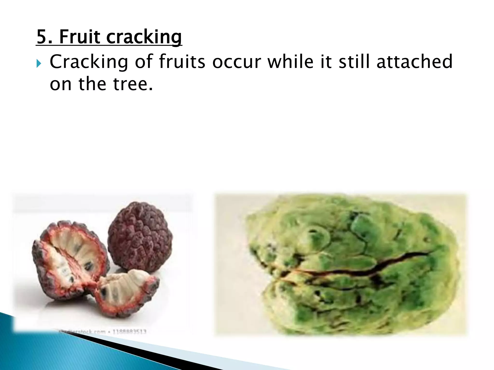 Physiologycal disorders of annonaceous fruits | PPTX