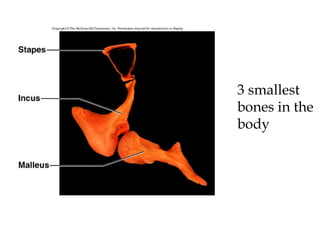 Physiology CH 10 lecture notes | PPT