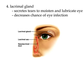 Physiology CH 10 lecture notes | PPT