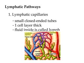 Physiology CH 14 lecture notes | PPT | Biological Sciences | Science