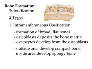 Physiology ch 7 lecture notes | PPT