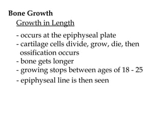 Physiology ch 7 lecture notes | PPT