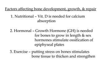 Physiology ch 7 lecture notes | PPT