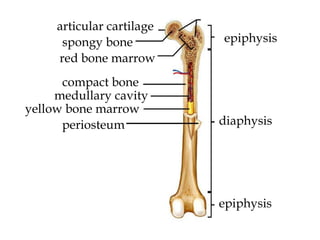 Physiology ch 7 lecture notes | PPT