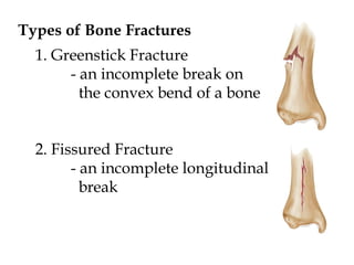 Physiology ch 7 lecture notes | PPT