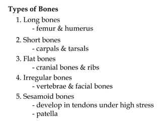 Physiology ch 7 lecture notes | PPT