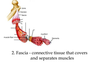Physiology CH 8 lecture notes | PPT