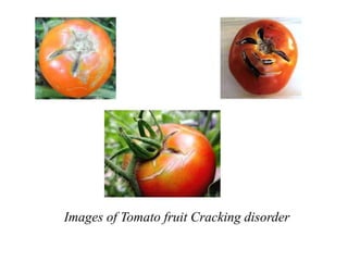 physiology disorder of important vegetable crops | PPTX