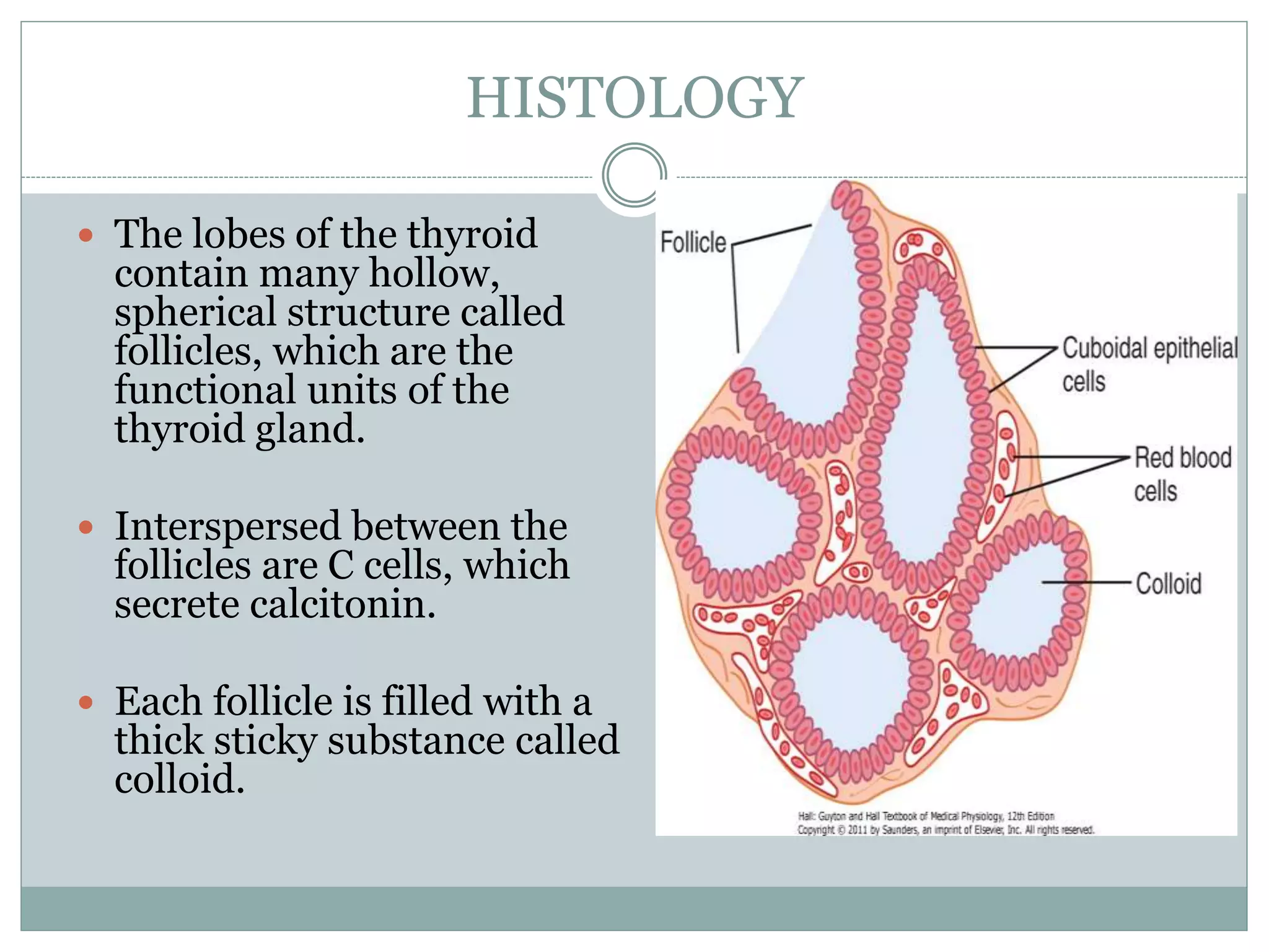 PHYSIOLOGY OF THE THYROID GLAND | PPTX