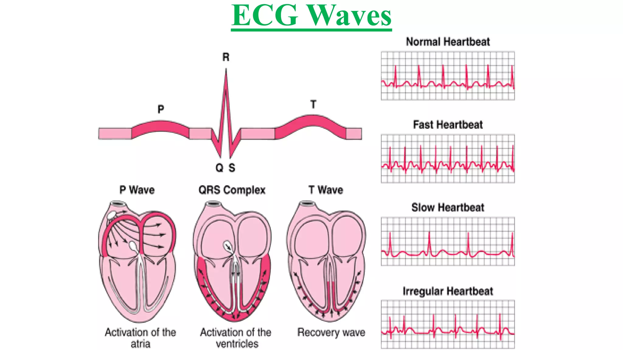 Physiology (electrocardiography ecg) | PDF