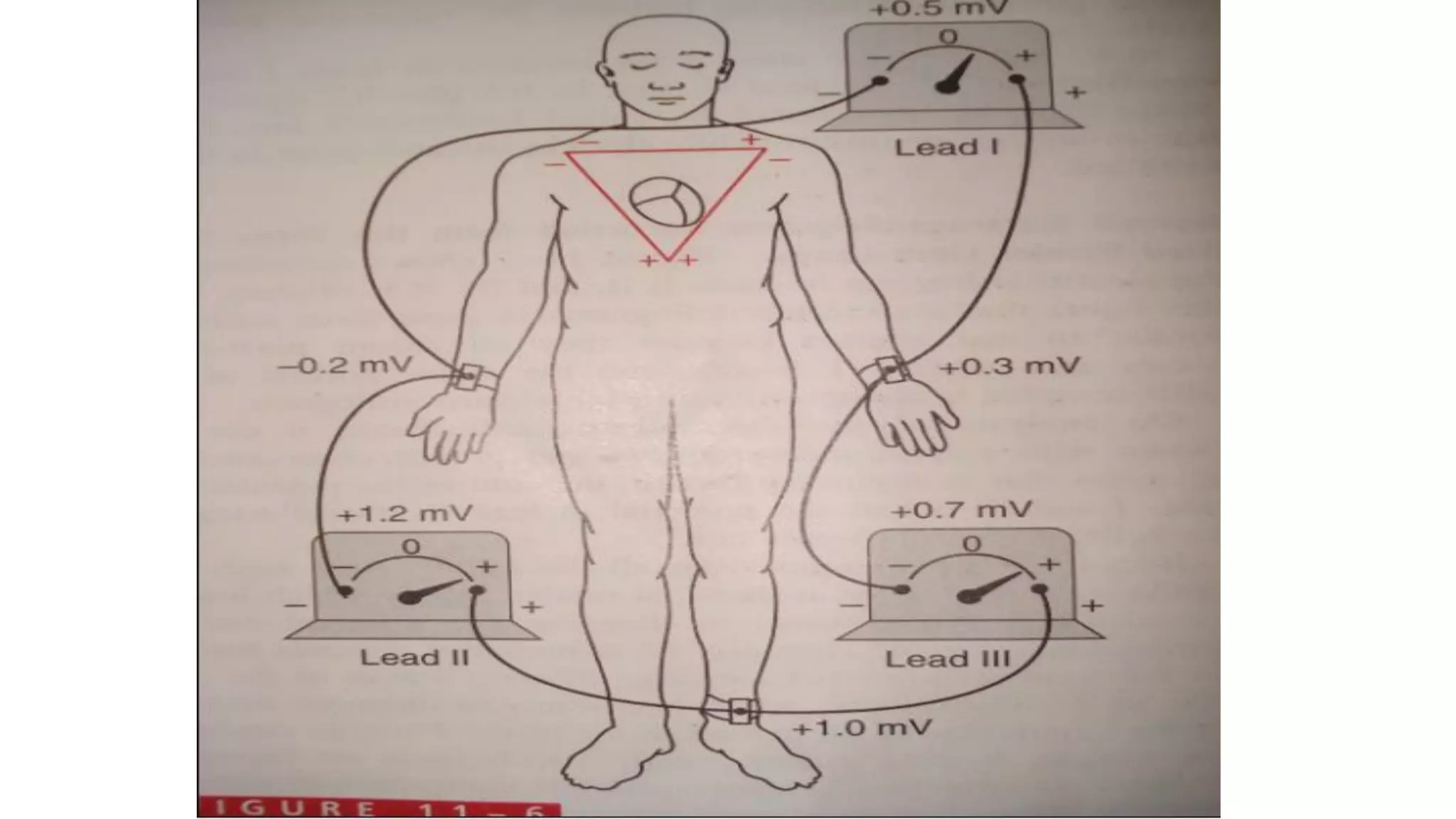 Physiology (electrocardiography ecg) | PDF
