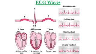 Physiology (electrocardiography ecg) | PDF
