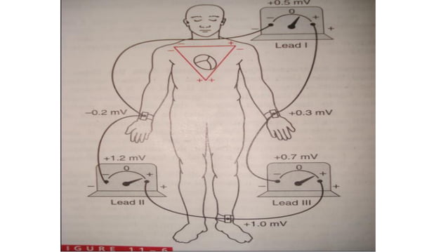 Physiology (electrocardiography ecg) | PDF