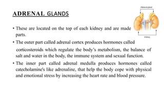 Physiology endocrine system[1].pptx