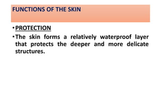 Physiology functions of the skin | PPTX