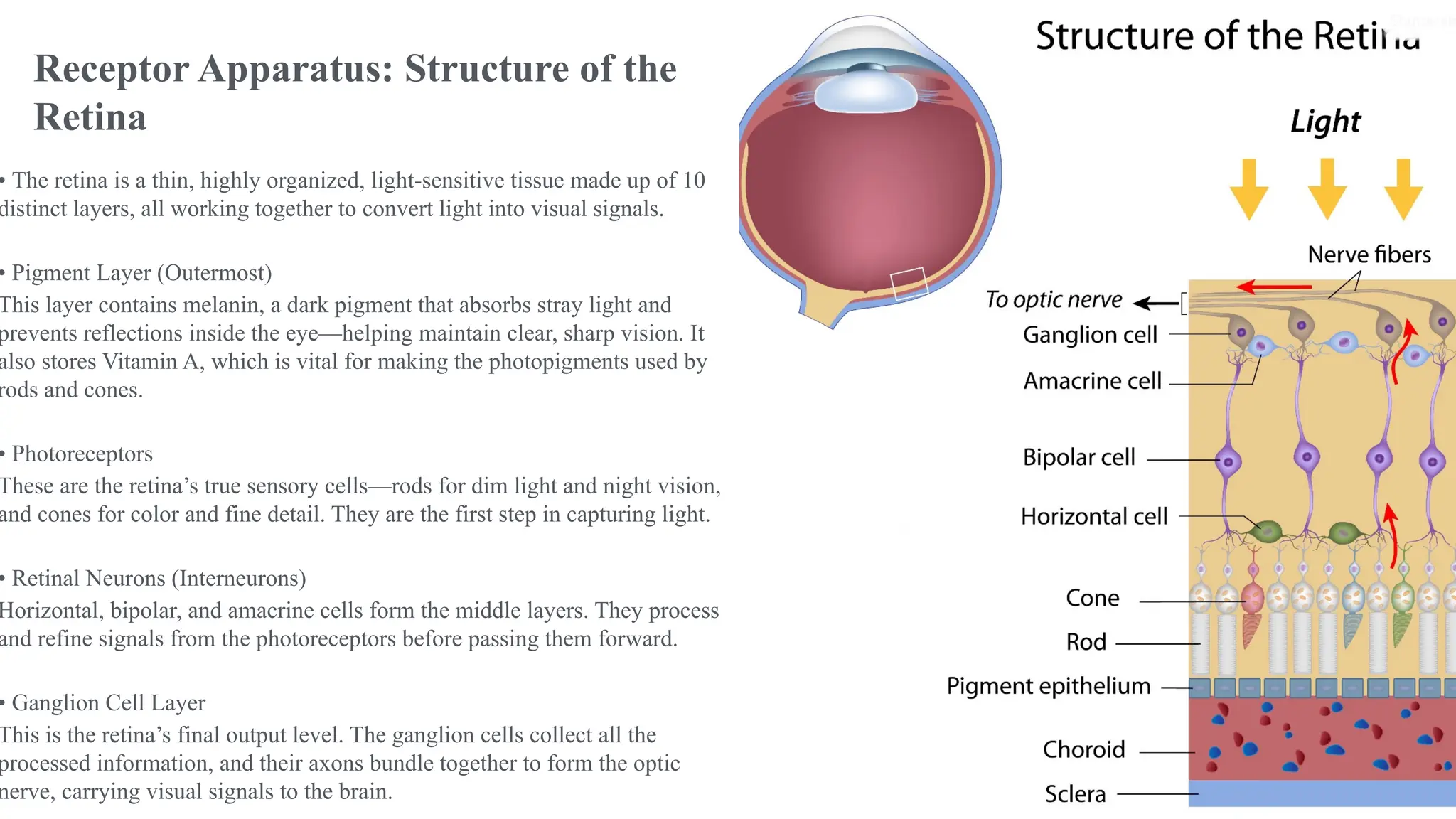 Physiology eye rods and cobes(Garima.9b).pptx