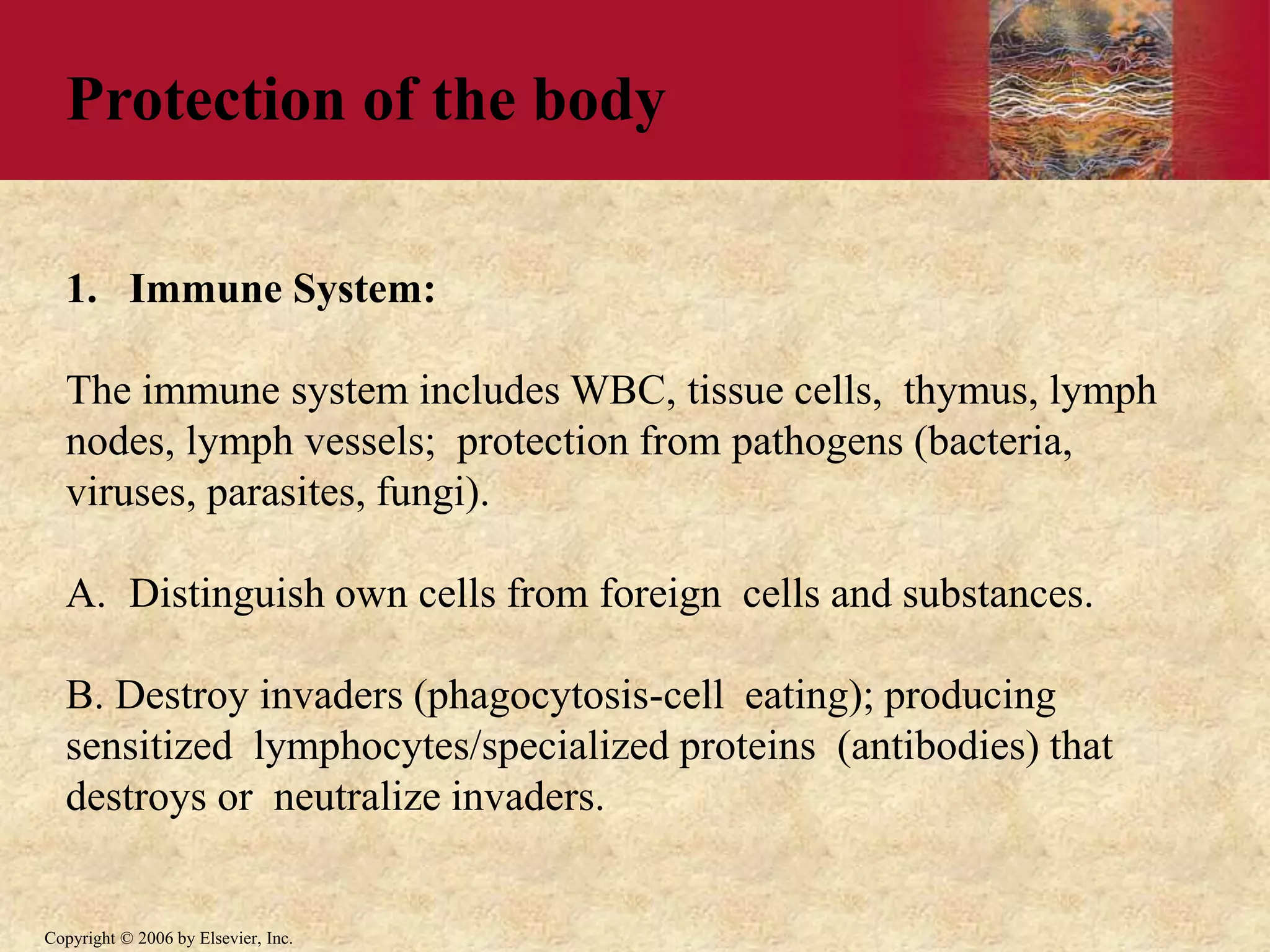 functional organization of the human body | PPTX