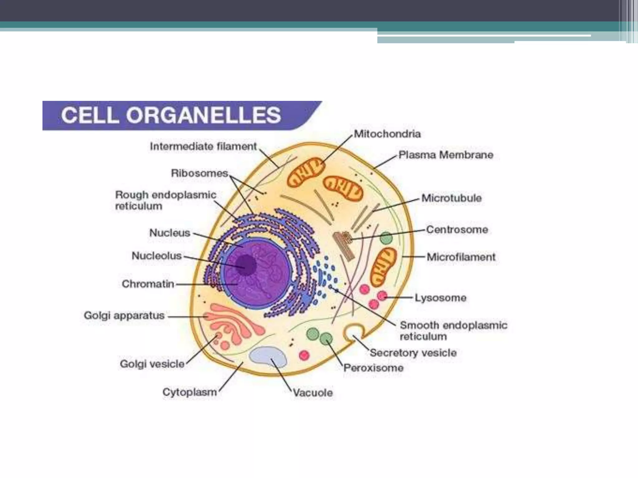 the cell and its functions | PPTX