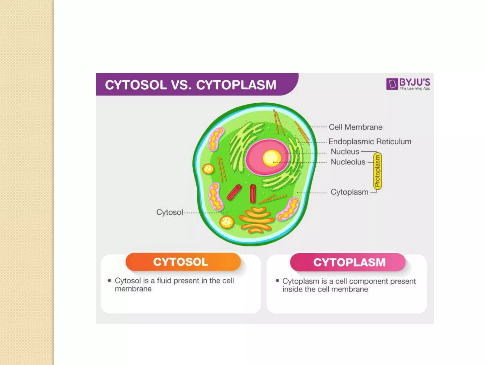 cytoplasm and its organelles | PPTX