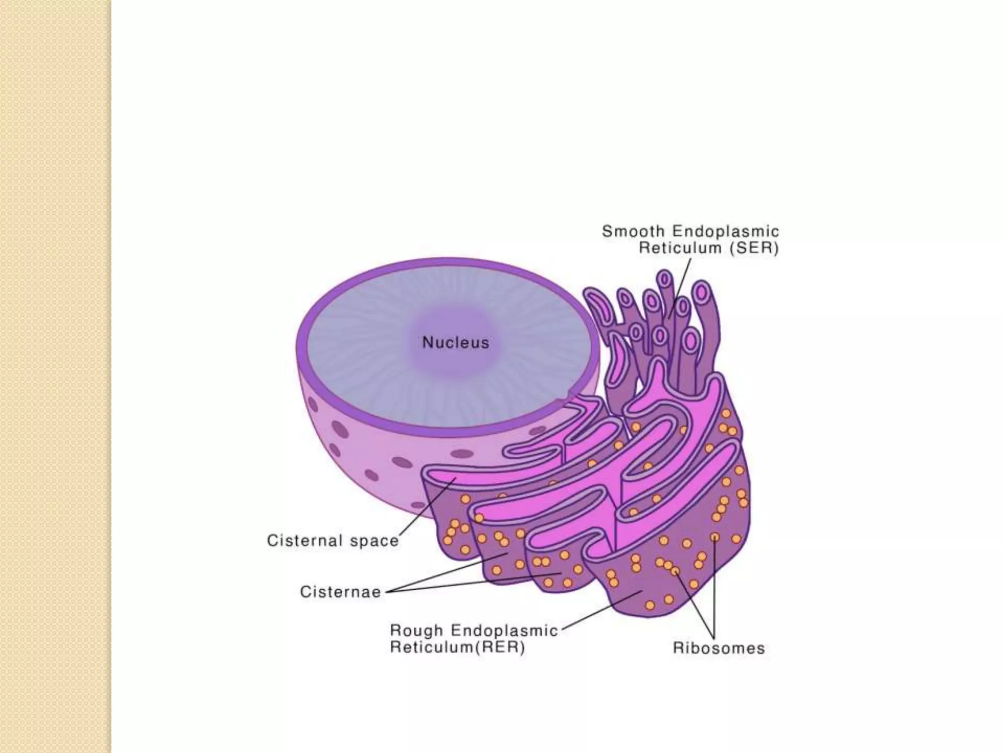 cytoplasm and its organelles | PPTX