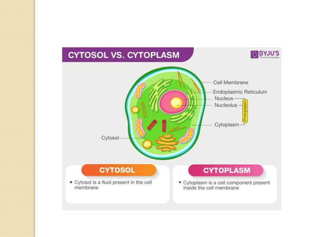 cytoplasm and its organelles | PPTX
