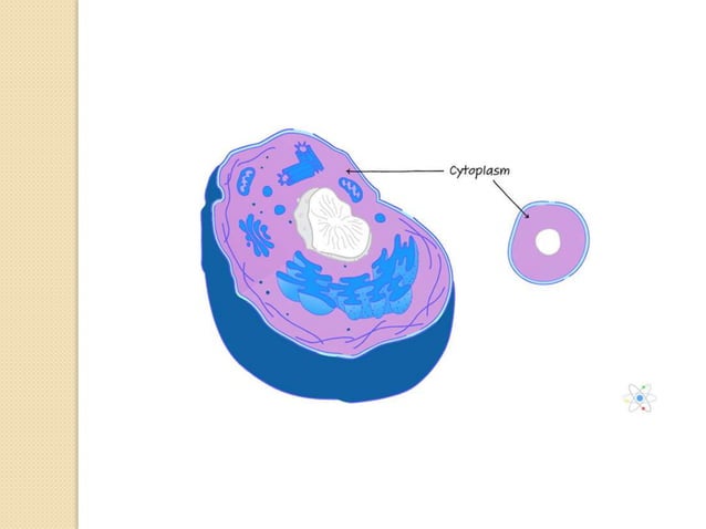 cytoplasm and its organelles | PPTX
