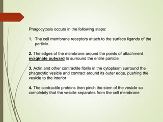 functional system of the cell | PPTX