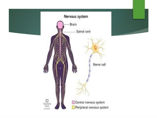 Physiology_Major_Body_Systems Slides.pptx