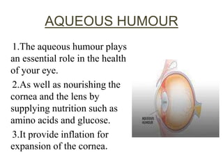 PHYSIOLOGY(OCULAR) PPT.pptx | Eye and Vision Conditions | Diseases and ...