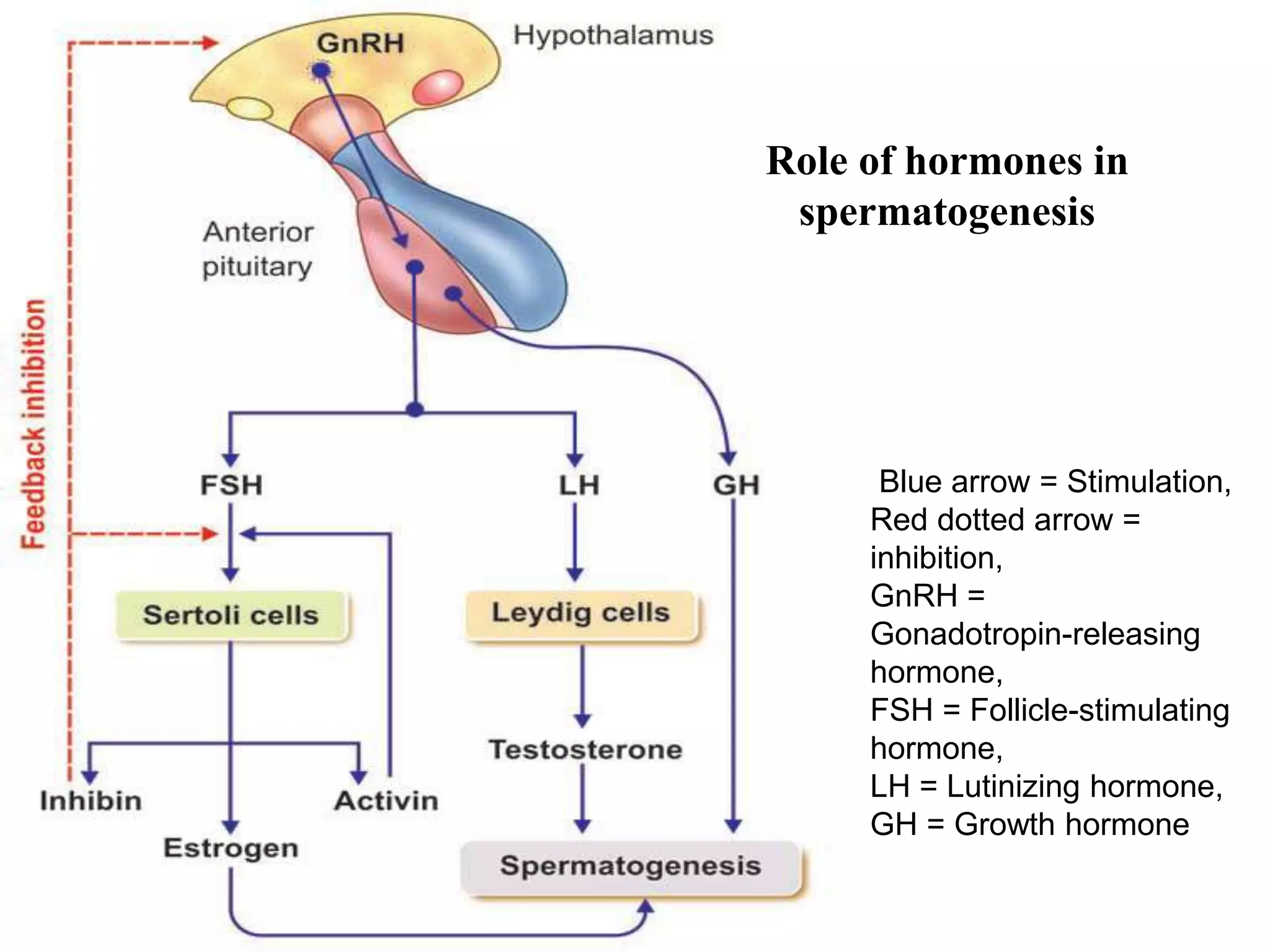Physiology of reproductive system | PPTX