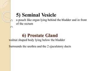 Physiology of reproductive system | PPTX