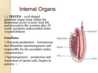 Physiology of reproductive system | PPTX