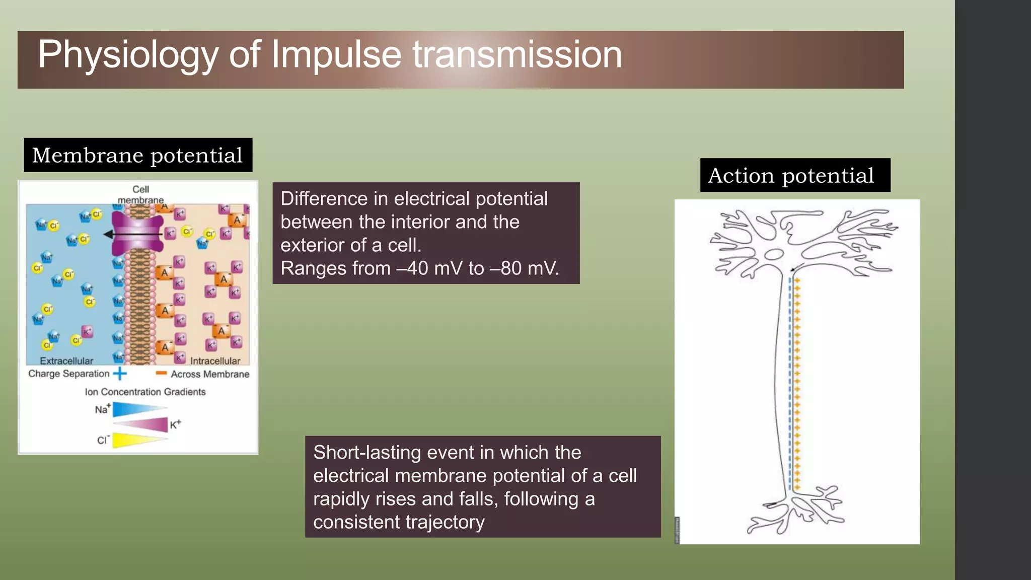Physiology of acupuncture and acupressure | PPTX