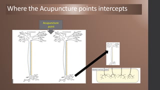 Physiology of acupuncture and acupressure | PPT