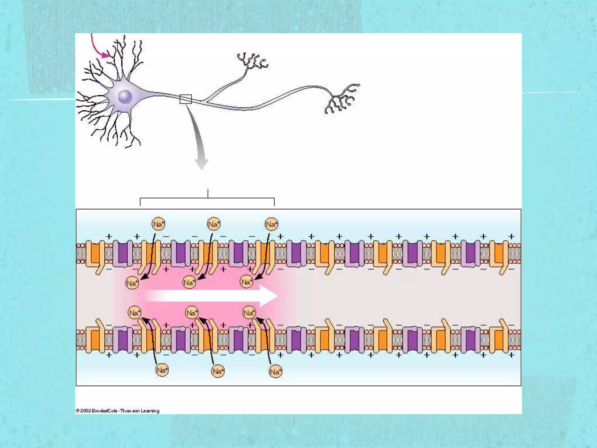 physiology of a neuron(1).pptx