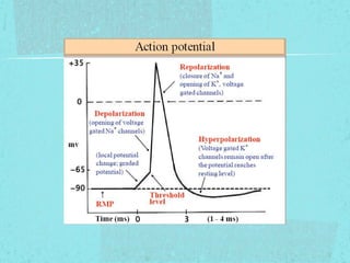 physiology of a neuron(1).pptx