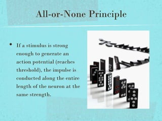 physiology of a neuron(1).pptx