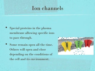 physiology of a neuron(1).pptx