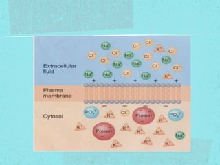 physiology of a neuron(1).pptx