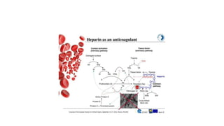 Physiology of Apheresis in blood donors and patients | PPTX